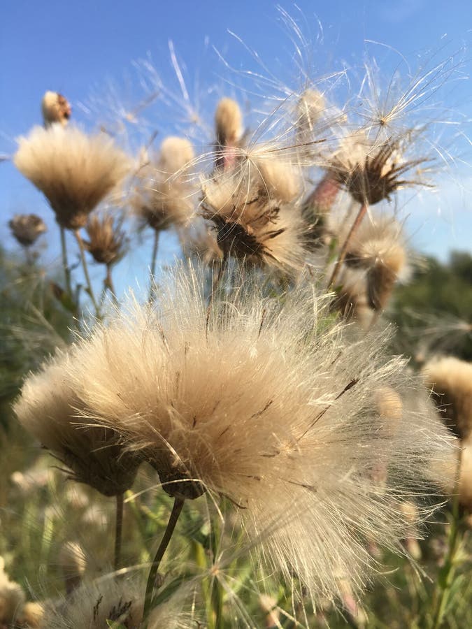 Fluffy Plant Stock Images - Download 49,827 Royalty Free Photos