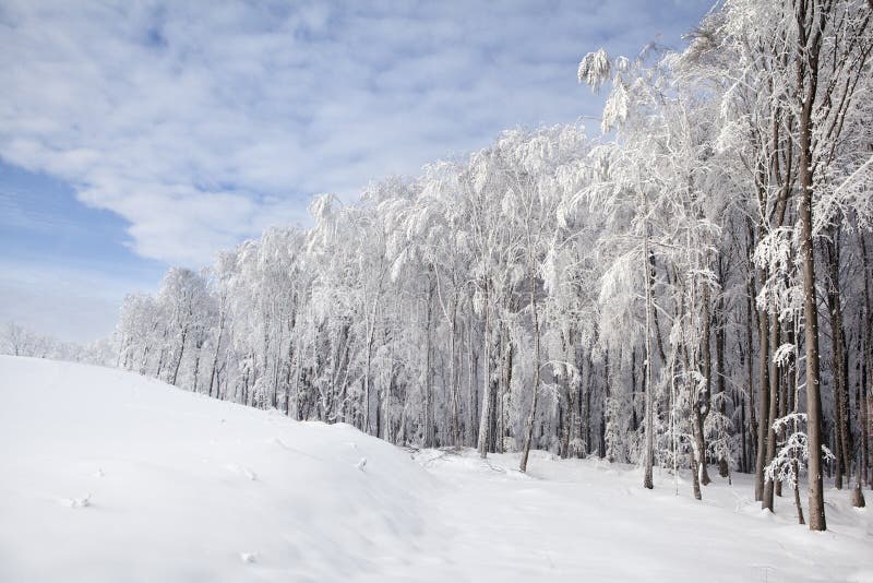 Beautiful White Forest during Winter Time Stock Image - Image of nature ...