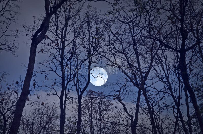 Beautiful Full Moon in Blue Sky Over the Forest Stock Image - Image of ...