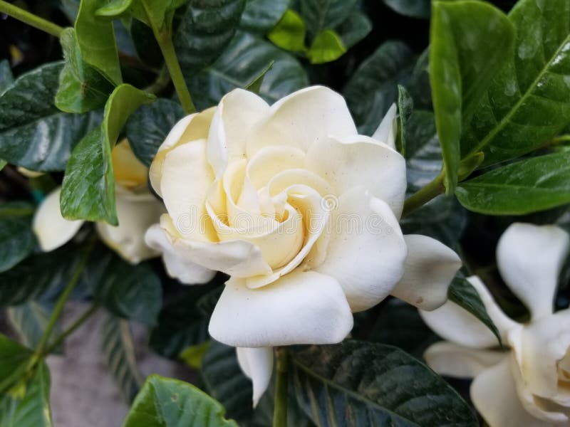 Beautiful White Gardenia Flower Blooming in the Spring Stock Image ...