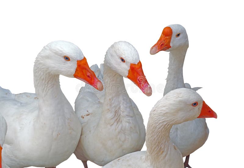 Beautiful White Geese on White Stock Photo - Image of life, nature ...