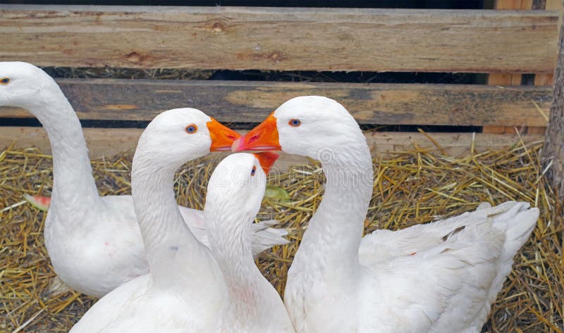Beautiful white geese stock image. Image of sunny, geese - 127056843