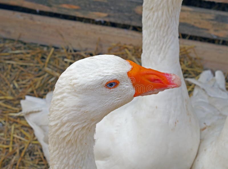 Beautiful white geese stock photo. Image of nature, farm - 127063300