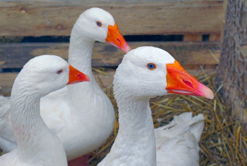 Beautiful white geese stock photo. Image of together - 128377412