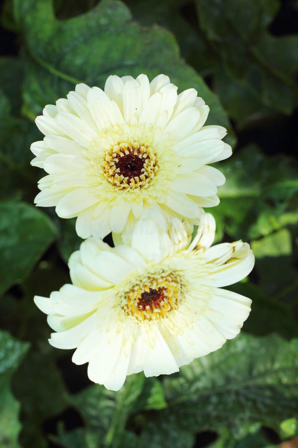 Beautiful of White Gerbera Flower Stock Photo - Image of bloom, plant ...
