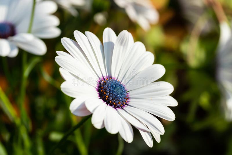 Beautiful White Gerbera Flower with Blue Centre in Natural Setting ...