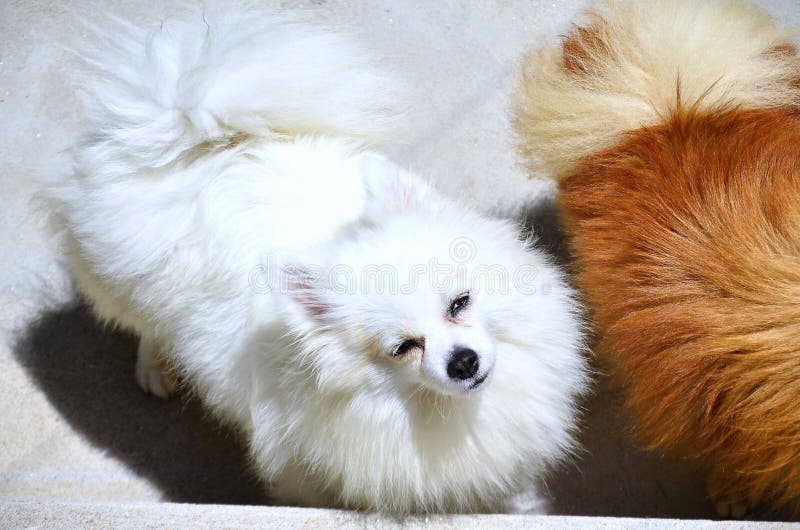White German Spitz Look in the Sun Stock Photo - Image of backyard ...