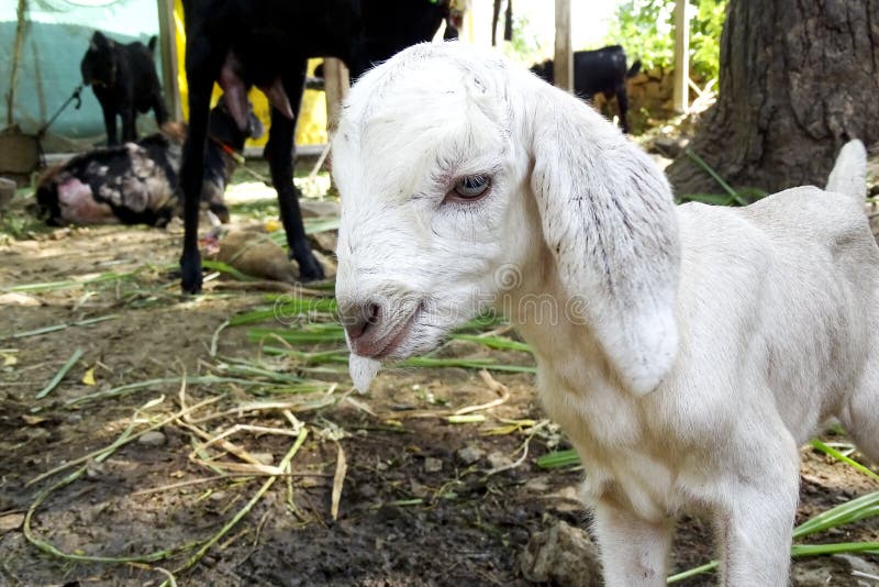 Beautiful white goat baby. stock photo. Image of nature - 232658192