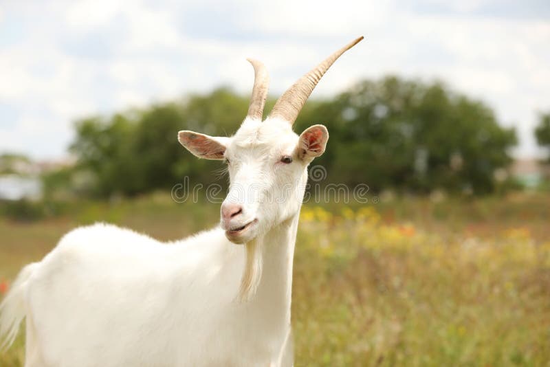 Beautiful Goat in Field on Sunny Day. Animal Husbandry Stock Image ...