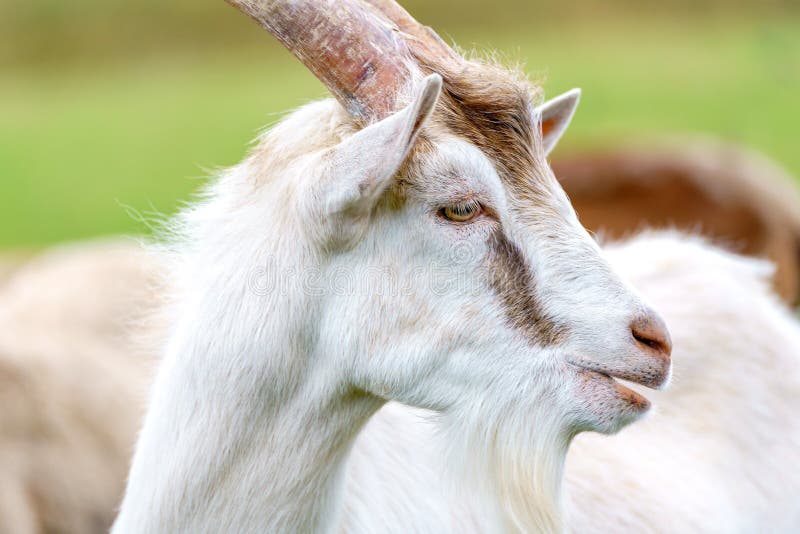 Beautiful White Goat. Home Pet Stock Photo - Image of cattle, innocence ...