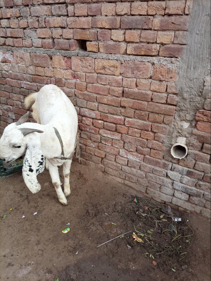 Beautiful White Goat with Long Ears. Stock Photo - Image of long, white ...