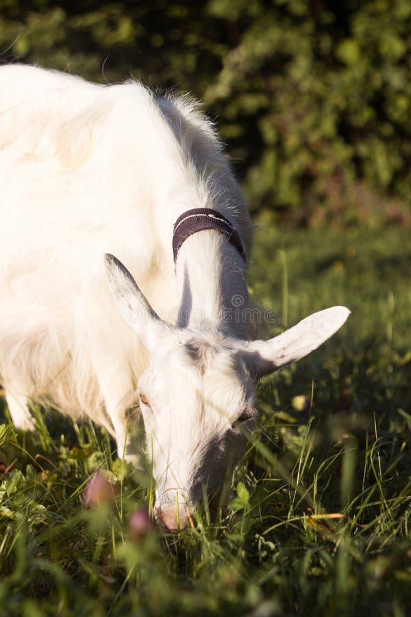 Beautiful White Goat on a Tether Eating Green Grass among the Trees ...
