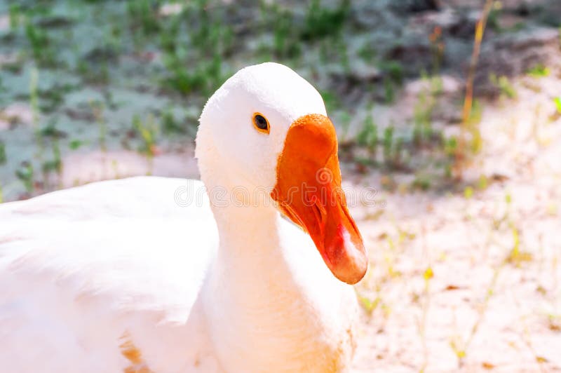 Beautiful White Goose Closeup, Looking into the Camera. Stock Photo ...