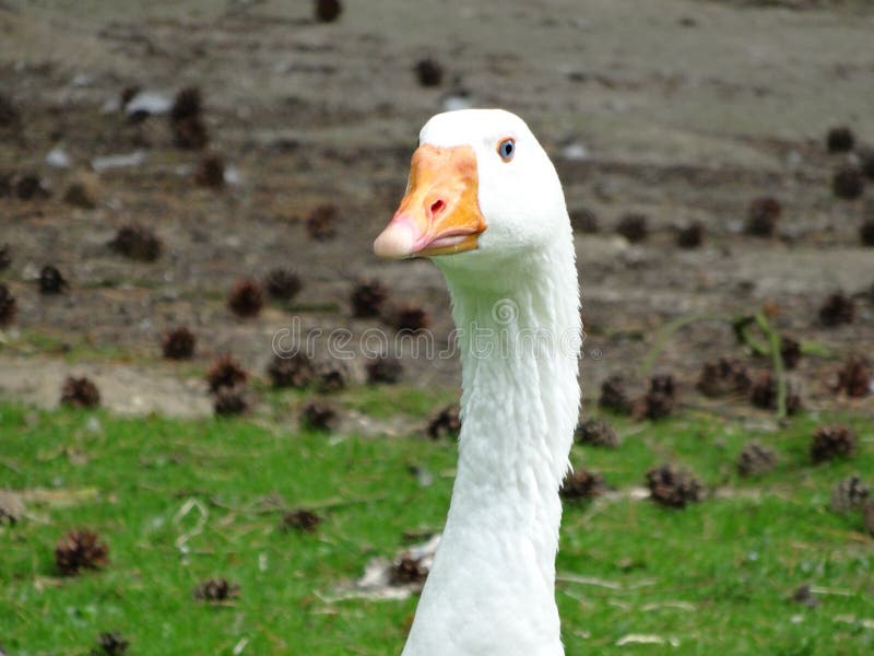 White And Orange Goose Picture. Image: 86284189
