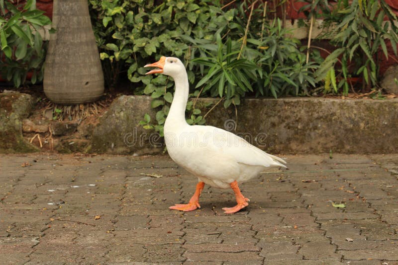 Beautiful White Goose in a Park Stock Photo - Image of natural, bird ...