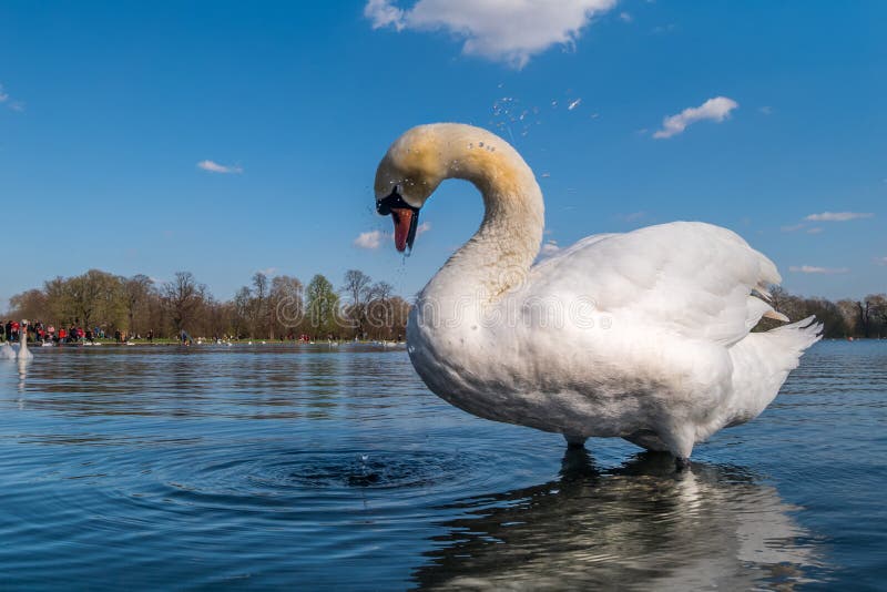 Beautiful White Goose Swimming in a Pool or Lake Stock Photo - Image of ...