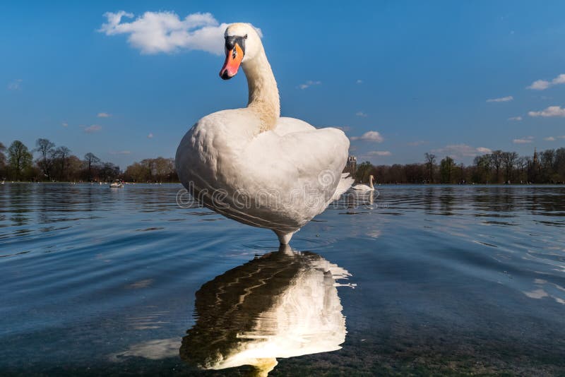 Beautiful White Goose Swimming in a Pool or Lake Stock Image - Image of ...