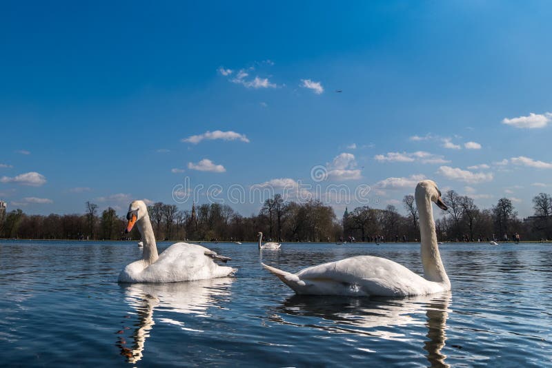 Beautiful White Goose Swimming in a Pool or Lake Stock Image - Image of ...