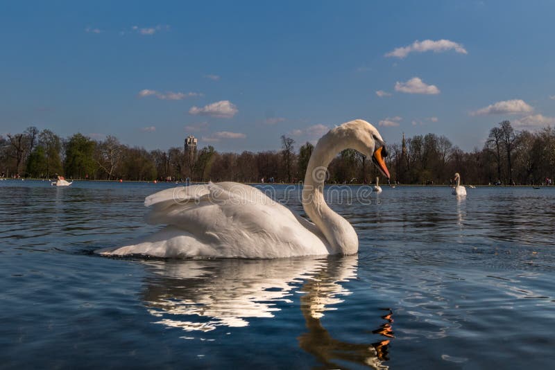 Beautiful White Goose Swimming in a Pool or Lake Stock Image - Image of ...