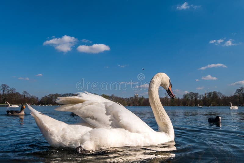 Beautiful White Goose Swimming in a Pool or Lake Stock Image - Image of ...