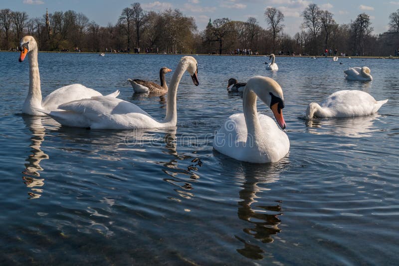 Beautiful White Goose Swimming in a Pool or Lake Stock Photo - Image of ...