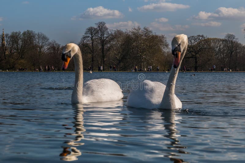 Beautiful White Goose Swimming in a Pool or Lake Stock Photo - Image of ...