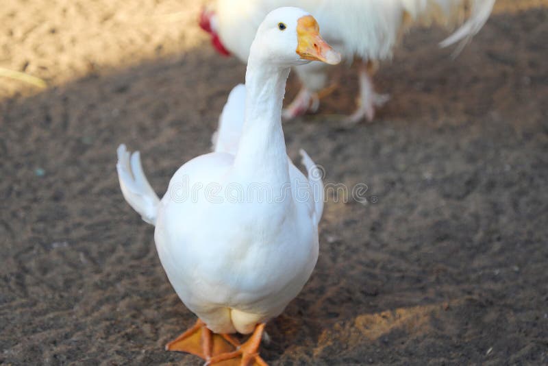 Beautiful White Goose in the Village in Summer Stock Photo - Image of ...