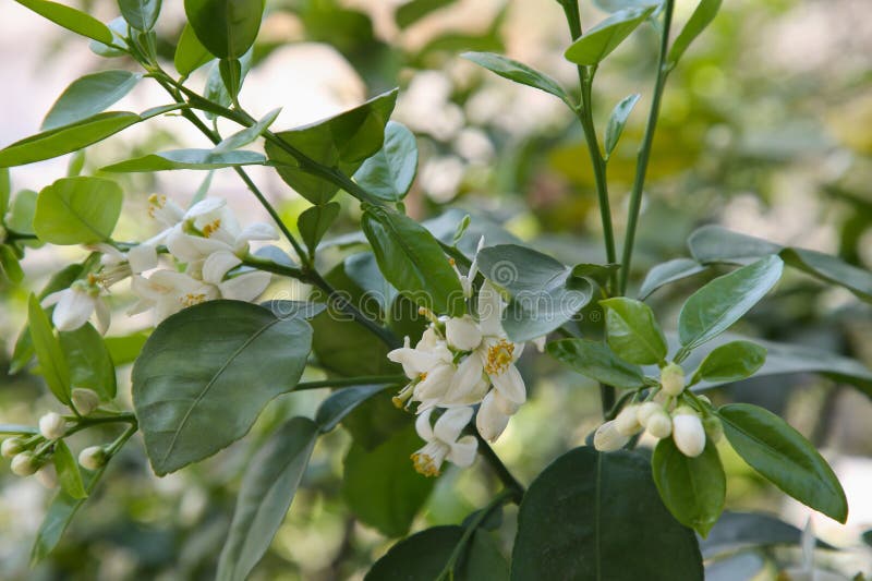 Beautiful White Grapefruit Flowers on Tree Outdoors Stock Image - Image ...