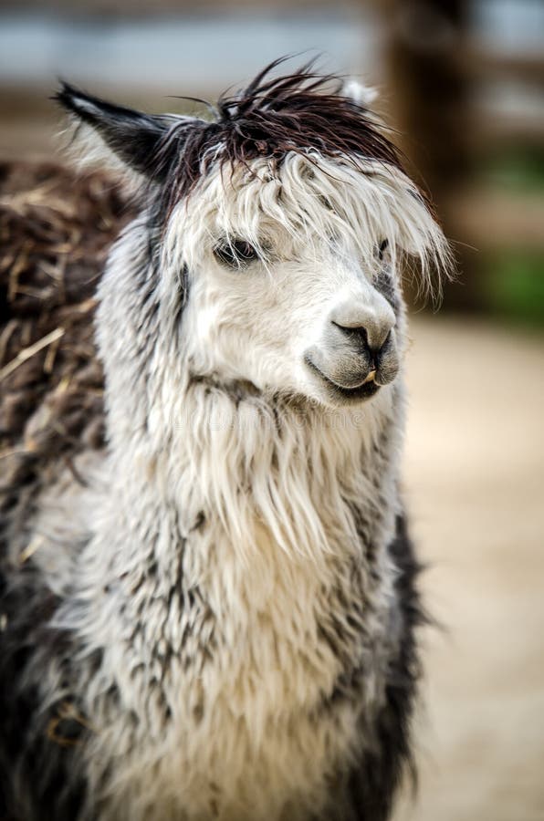 A White-gray Lama Looks at the Camera. Stock Photo - Image of lama ...