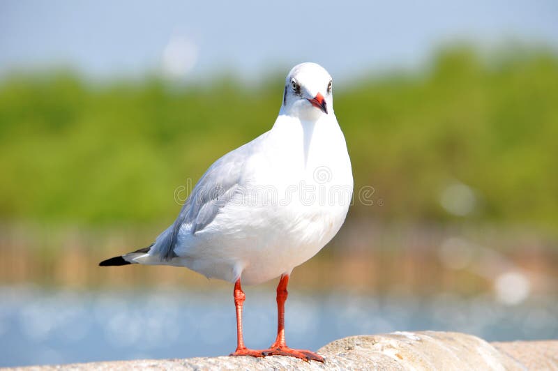 A beautiful white gull stock photo. Image of lovely, animal - 37761254