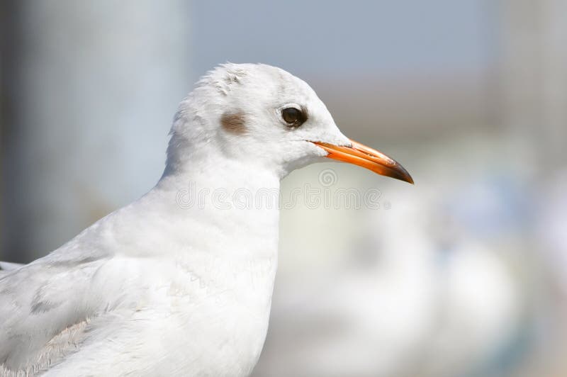 A beautiful white gull stock image. Image of wild, lovely - 37761259