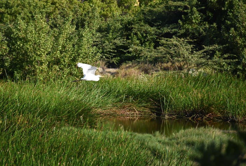 Beautiful White Heron Flying Over a Marsh Stock Photo - Image of ...