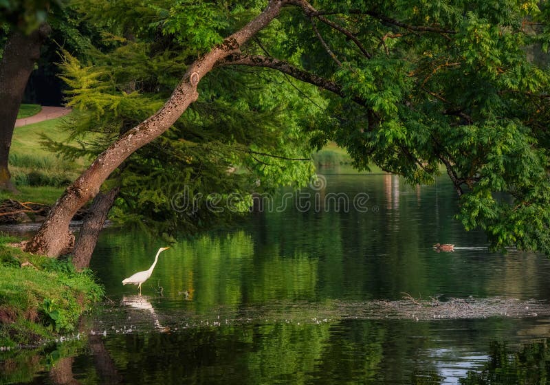 Beautiful White Heron Poses on a Pond Under a Large Green Tree Stock ...