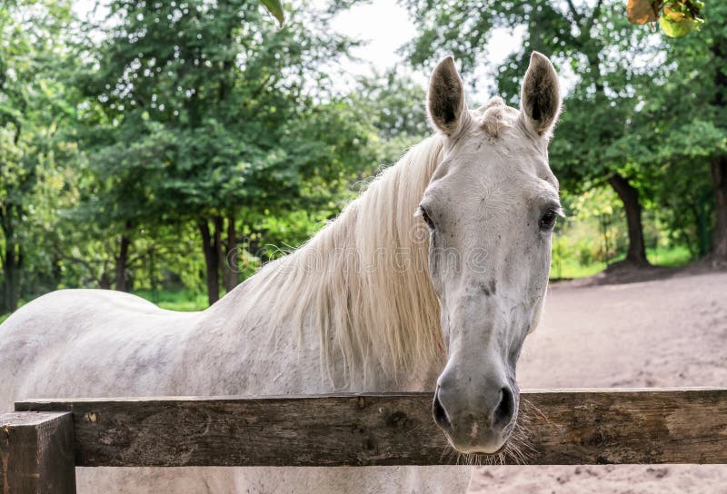 Beautiful White Horse Behind a Wooden Paddock Stock Photo - Image of ...