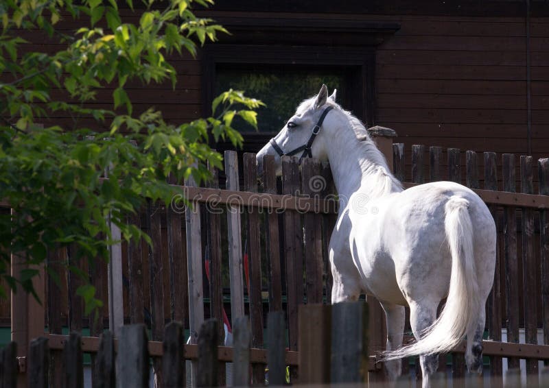 White Horse Back View Eating Grass Stock Photo - Image of landscape ...