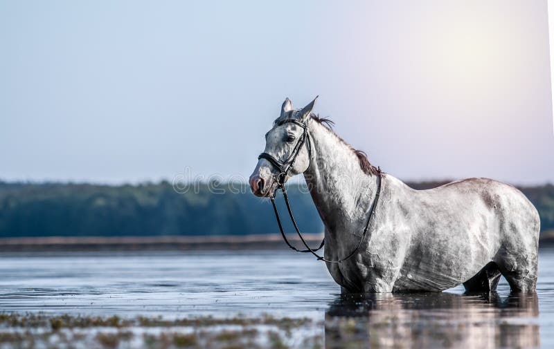 Beautiful White Horse in the Water Stock Photo - Image of horse ...