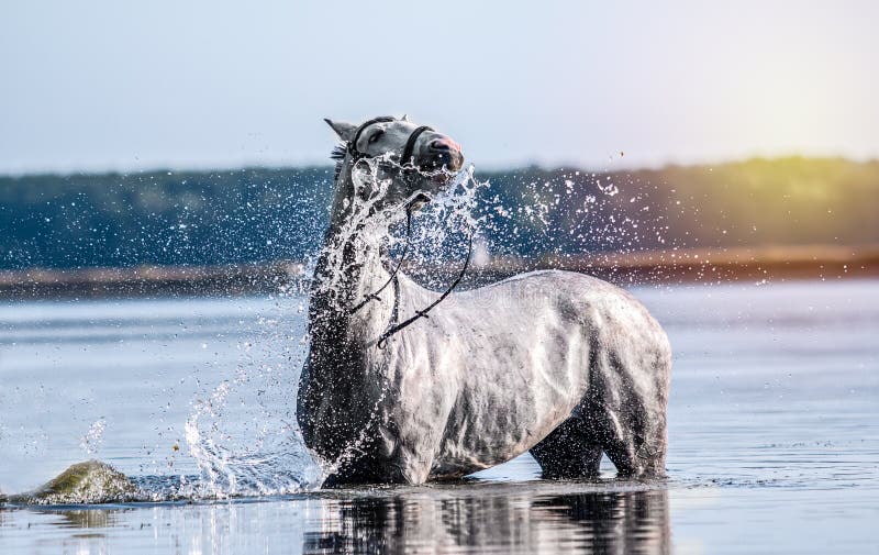 Beautiful White Horse in the Water Stock Image - Image of power, france ...