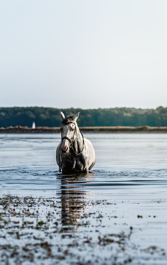Beautiful White Horse in the Water Stock Photo - Image of horse ...
