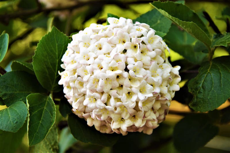 Beautiful White Hydrangea Flower Ball Stock Image - Image of background ...