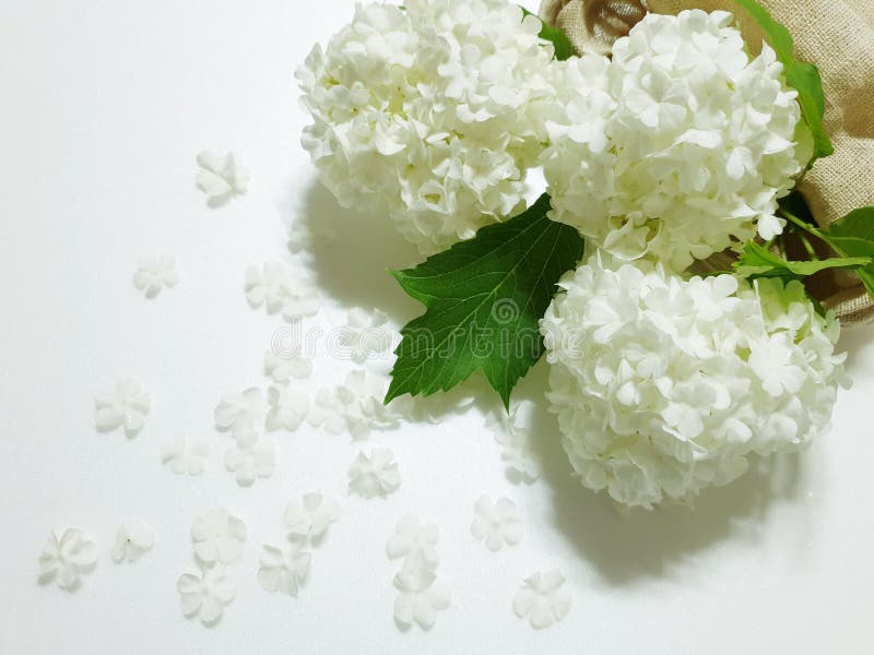 Beautiful White Hydrangea Flowers Stock Photo - Image of rose ...