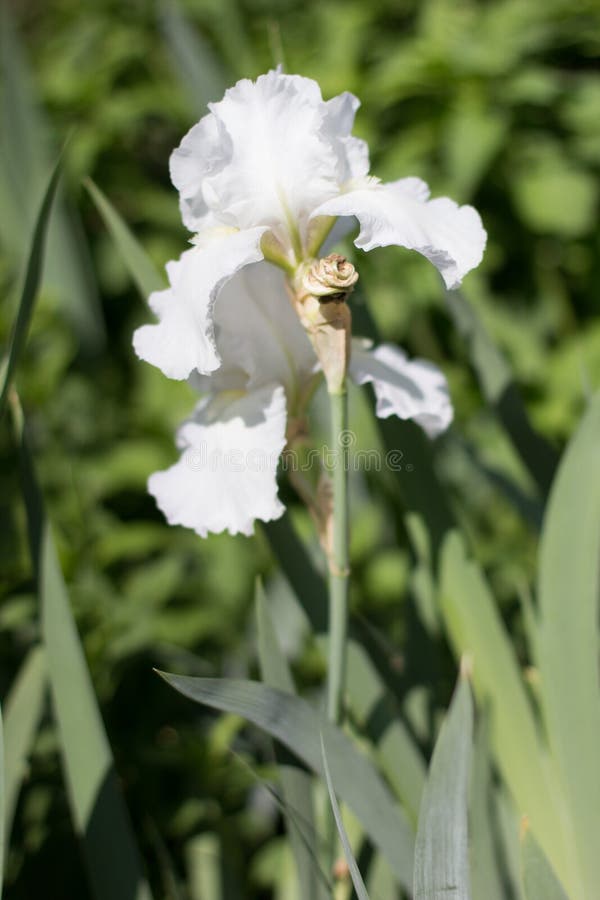 Beautiful White Iris Flower Growing in the Garden Stock Photo - Image ...