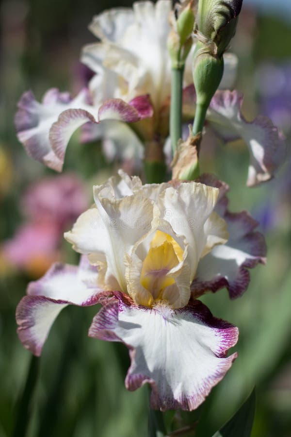 Beautiful White Iris Flower Growing in the Garden Stock Image - Image ...