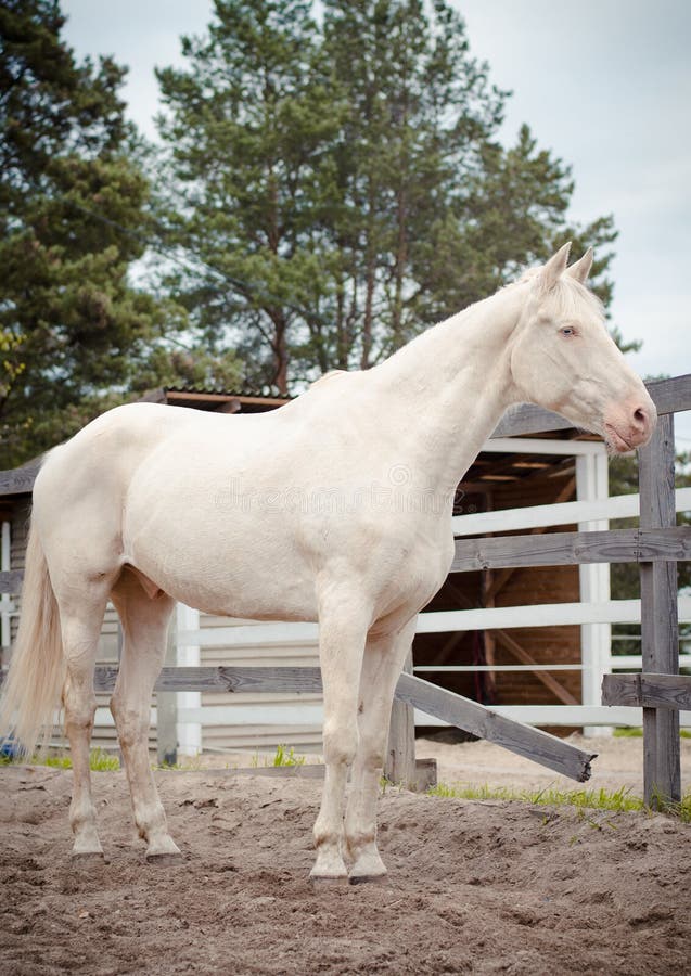Isabella Horse With Blue Eyes Standing In Paddock Stock Image - Image ...