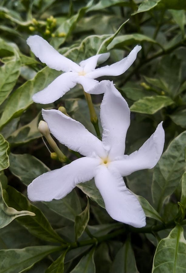 Beautiful White Jasmine Flowers 4 Stock Image - Image of frame, shrub ...