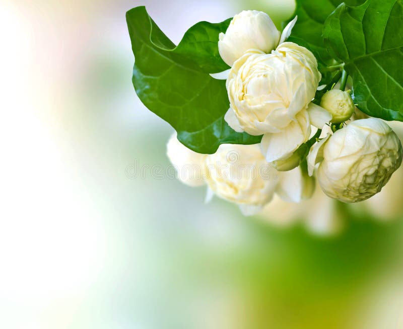 Beautiful White Jasmine Flowers Stock Photo - Image of bush, bloom ...