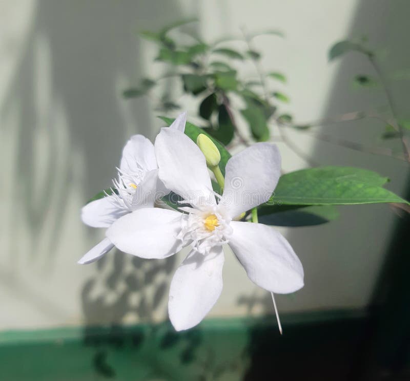 Beautiful White Jasmine Growing in the Front Yard Stock Photo - Image ...