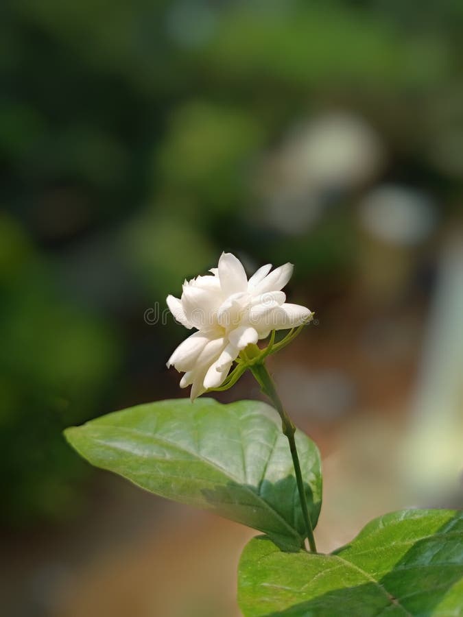 Beautiful White Jasmine or Mogra Flower Stock Image - Image of shrub ...