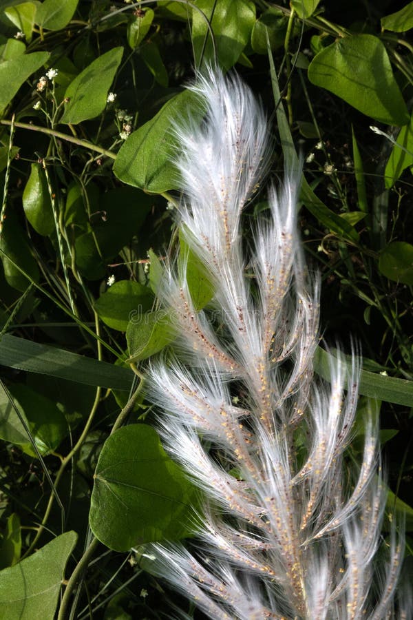 Beautiful White Kash or Kans Grass Flower Stock Image - Image of nature ...