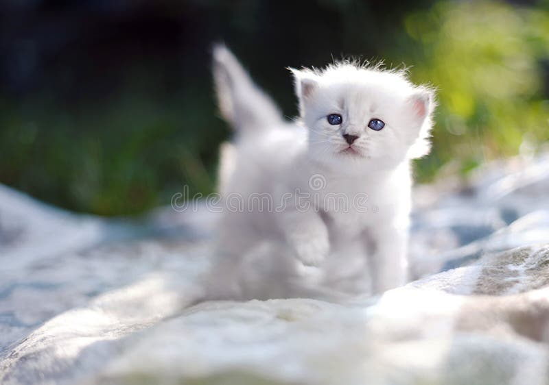 Beautiful White Kittens Play in Nature Stock Photo - Image of small ...
