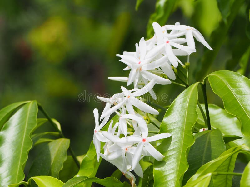 Beautiful White Kopsia Flower. Stock Image - Image of flower, park ...